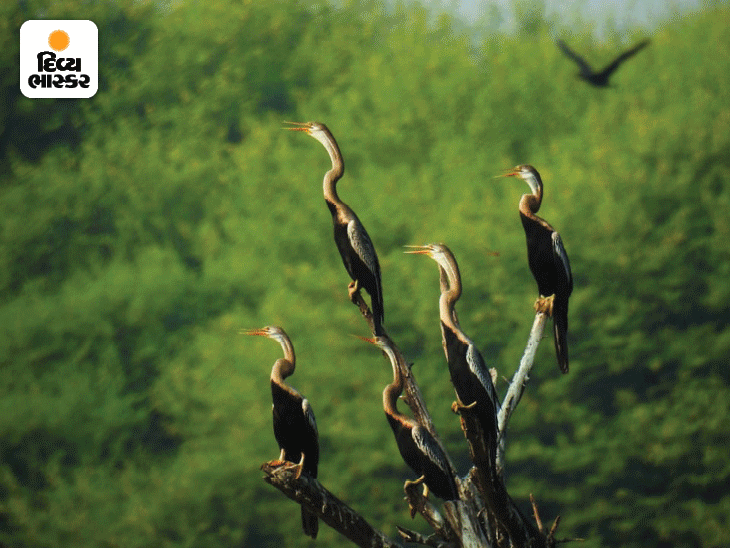 After covering a distance of 10 present km, Kunj Bird became a guest ...