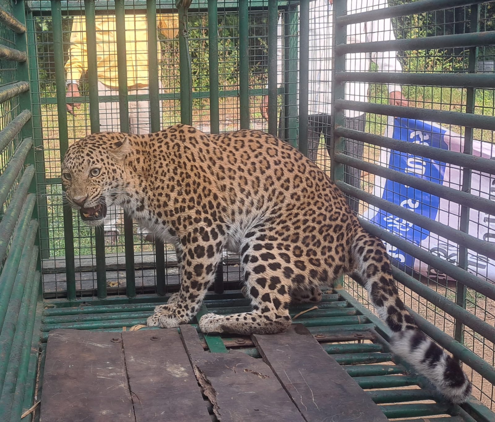 A 3-year-old panther roaming around near Mulad village in Jangkari ...