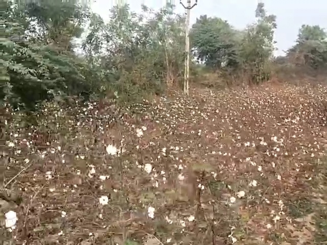 Even after 18 years of construction of the canal in Tilakwada, the ...