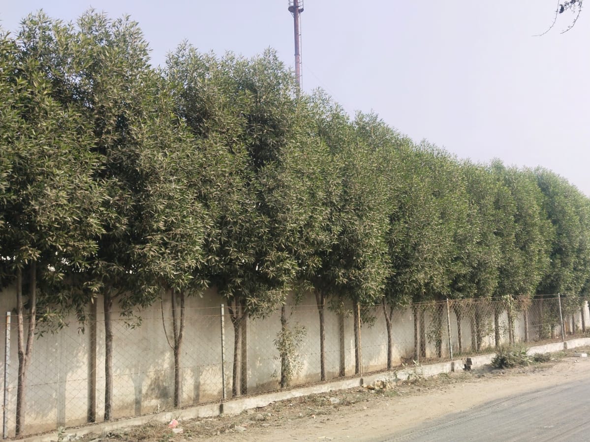 In several companies in Nandasan and Rajpur areas of Kadi, conocarpus ...