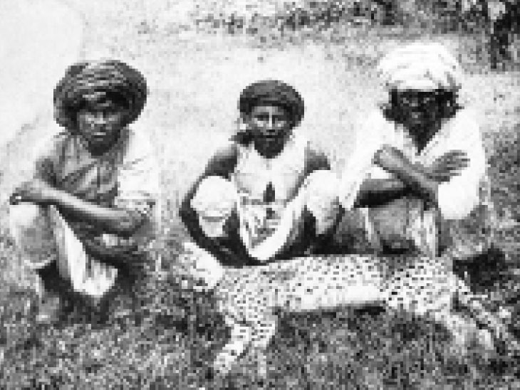 Cheetah will now come to Banni, used to live in eight places in Gujarat