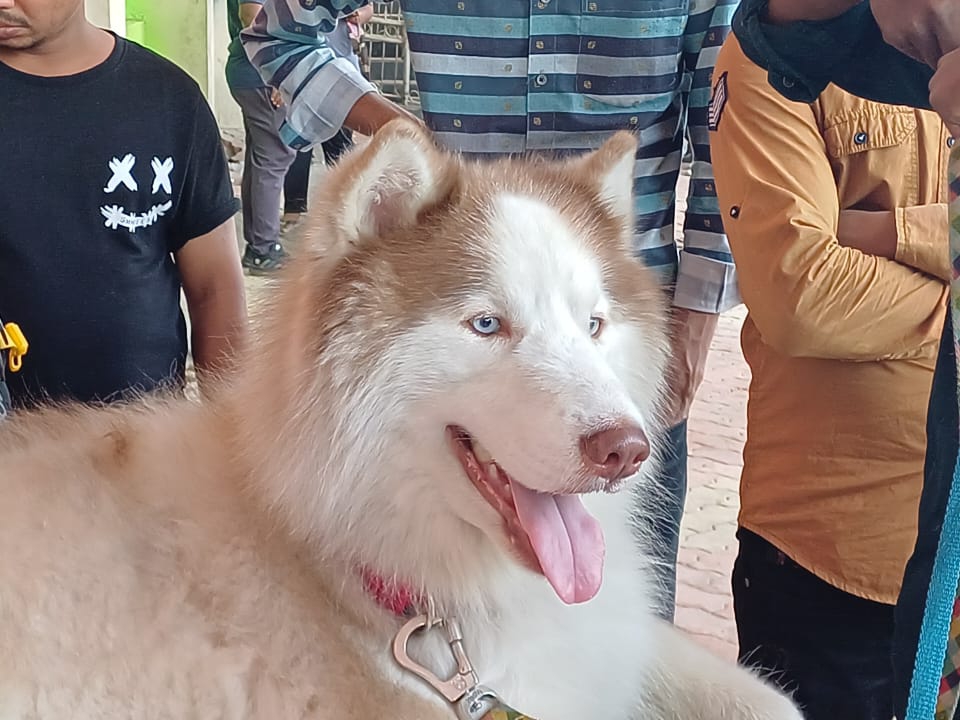 10th dog show held in Navsari city, more than 120 dogs of different ...