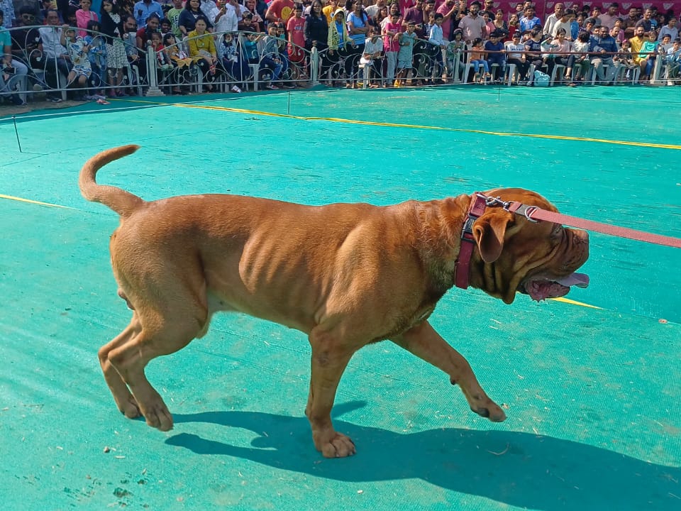 10th dog show held in Navsari city, more than 120 dogs of different ...