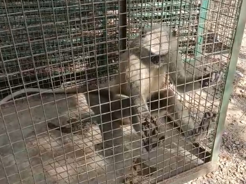 The villagers breathed a sigh of relief when Kapiraj, who had been ...