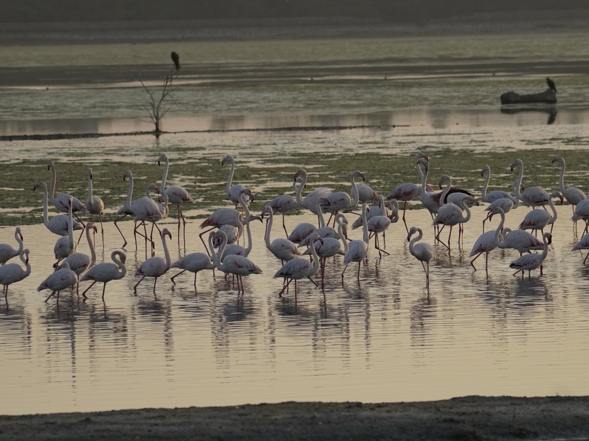 The event was held as part of The Great Backyard Bird Count 2024; Local ...