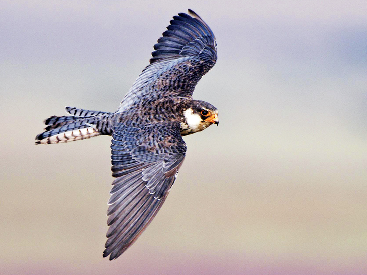 How did Nagaland become the falcon capital of the world? | વસુંધરાનાં ...