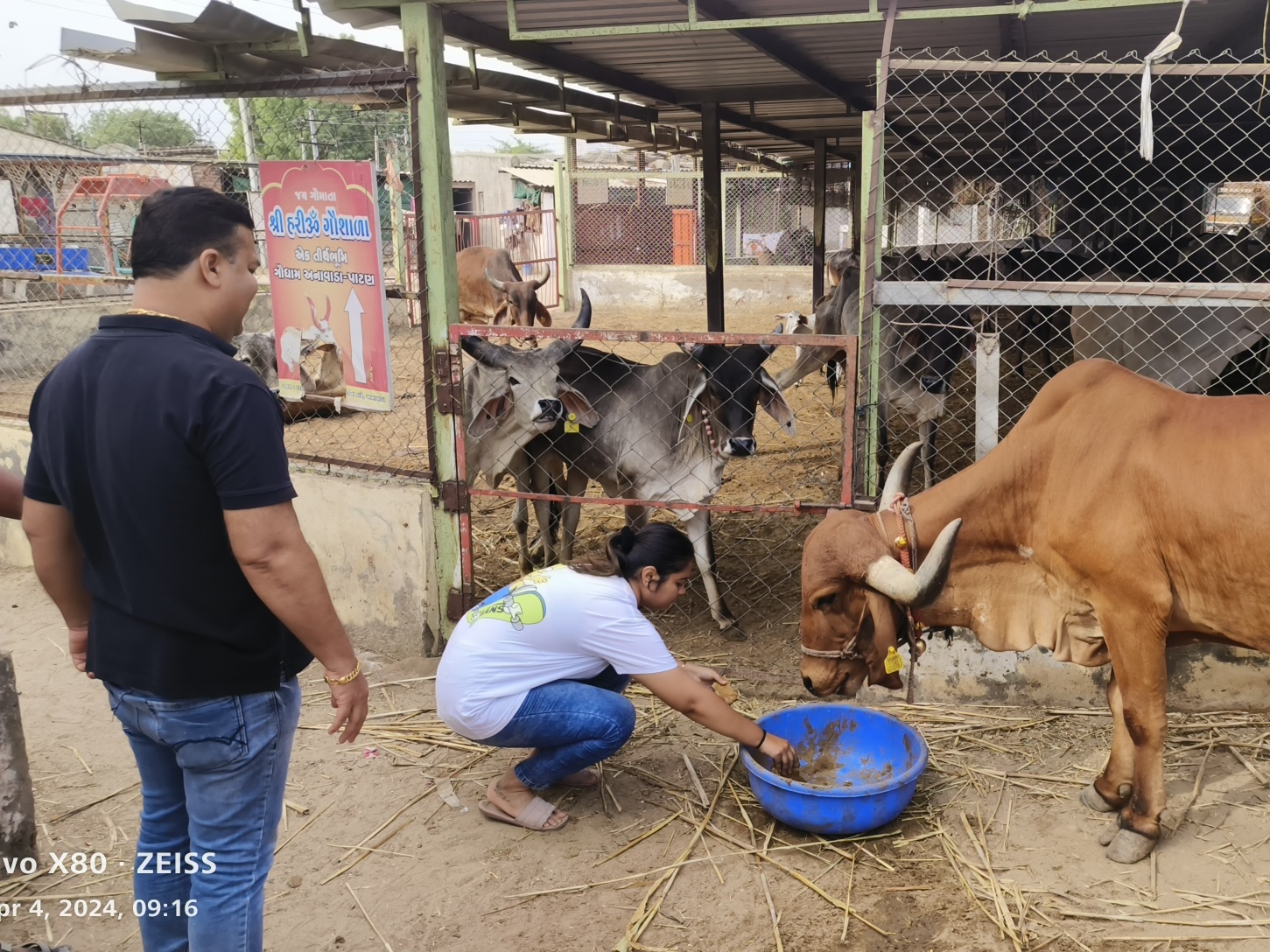Active Group of Patan fed 500 kg jaggery to sick cows in Hariom Gaushala