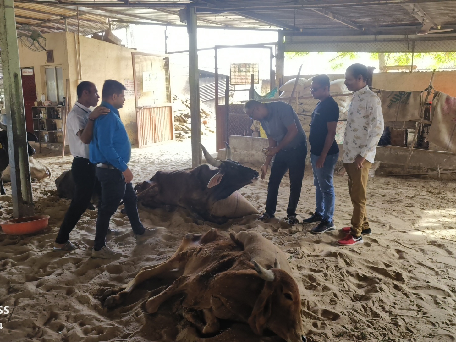 Active Group of Patan fed 500 kg jaggery to sick cows in Hariom Gaushala