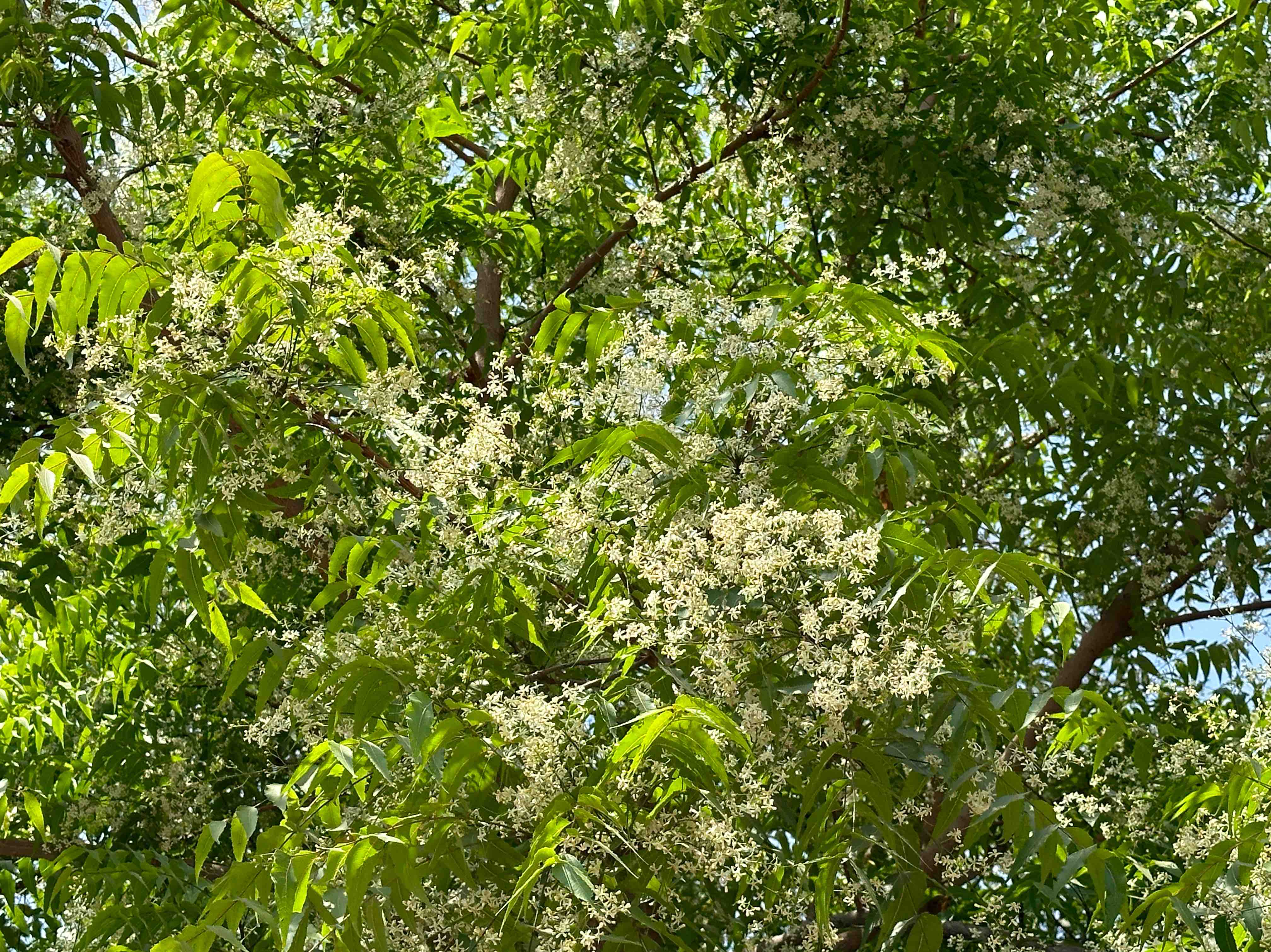 Ayurveda doctor said- Consuming neem flower juice in Chaitra month ...