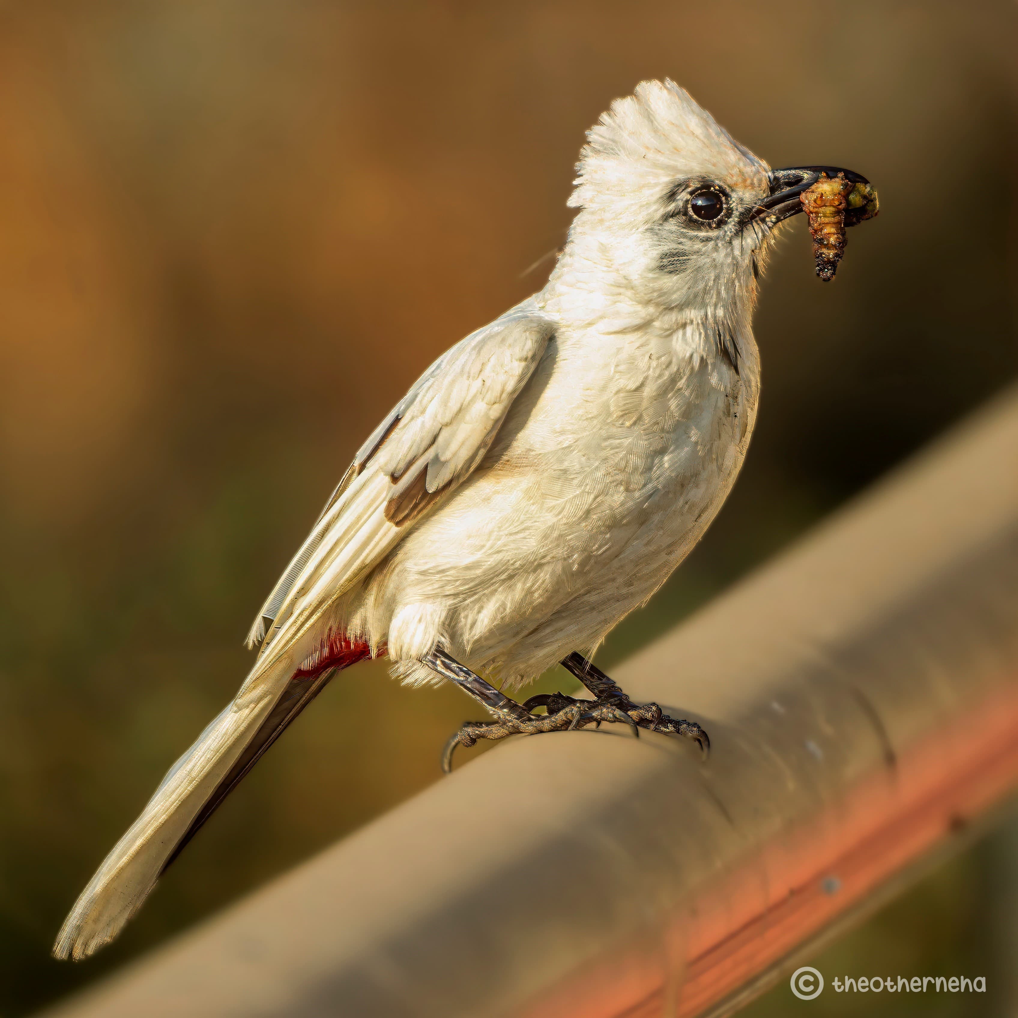 A white nightingale appeared in Vyara just around the corner | સફેદ બુલ ...