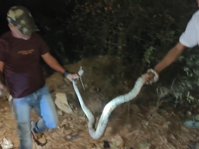 Reptiles come out as heat rises in Bharuch, python and rat snake seen ...