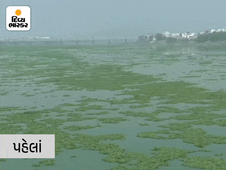 Tapi river in Surat polluted due to kingfisher, kingfisher disappeared ...