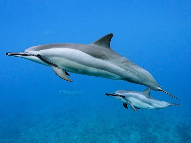 The sea of Gujarat is a wonderland of diverse species of dolphins ...