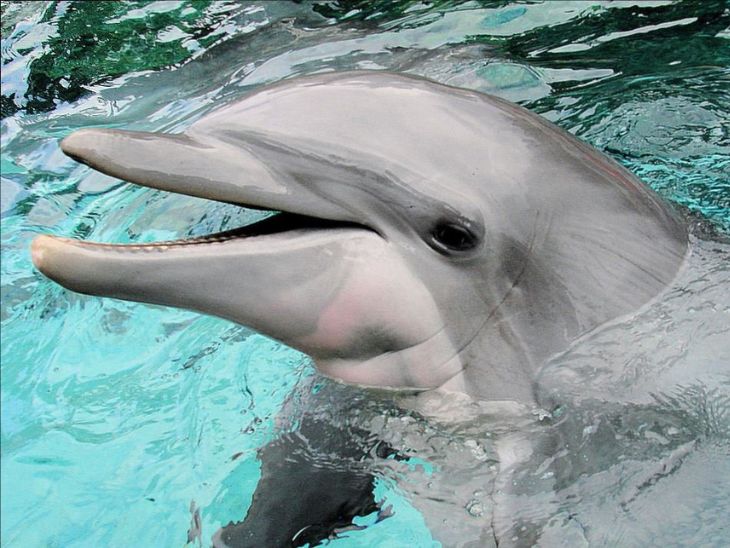 The sea of Gujarat is a wonderland of diverse species of dolphins ...