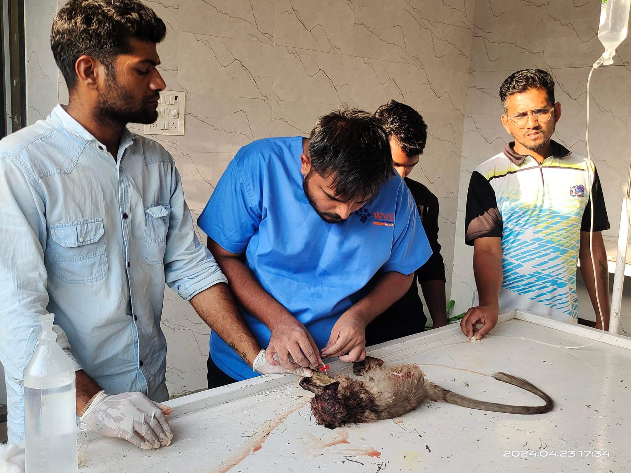 Kapiraj's cub was injured and taken for treatment in Maliwad of Vyara ...