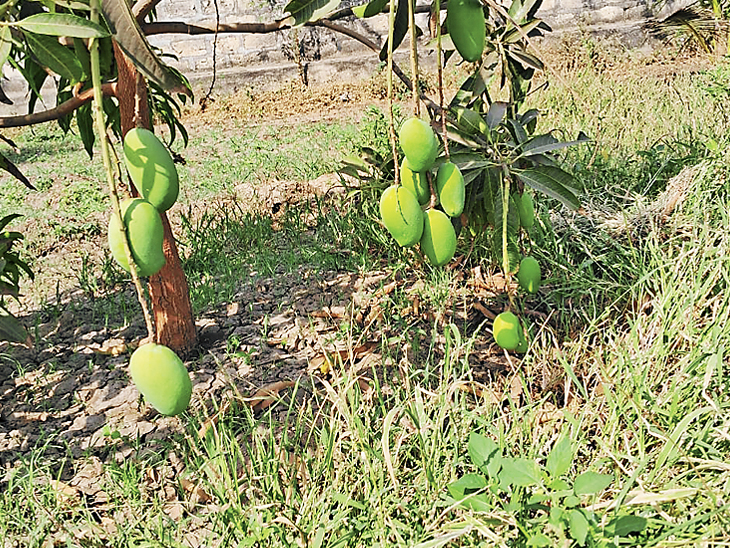 The mango crop started to fail as the heat continued to leach nutrients ...