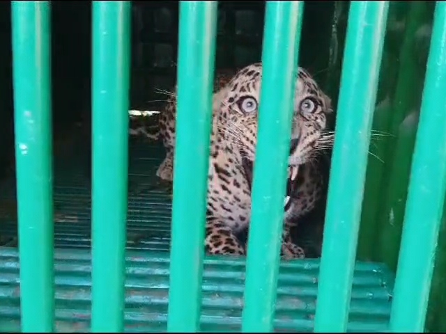 Man-eating panther caged | માનવ ભક્ષી દીપડો પાંજરે પુરાયો: ફોરેસ્ટ ...