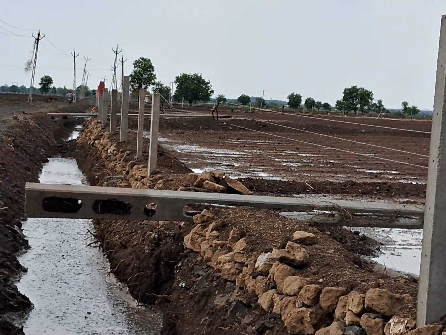 Damage to summer crops including sesame, jowar in Bhimdad village of ...