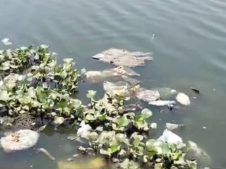 Stink spread due to death of fishes in Gotri lake, local people are ...