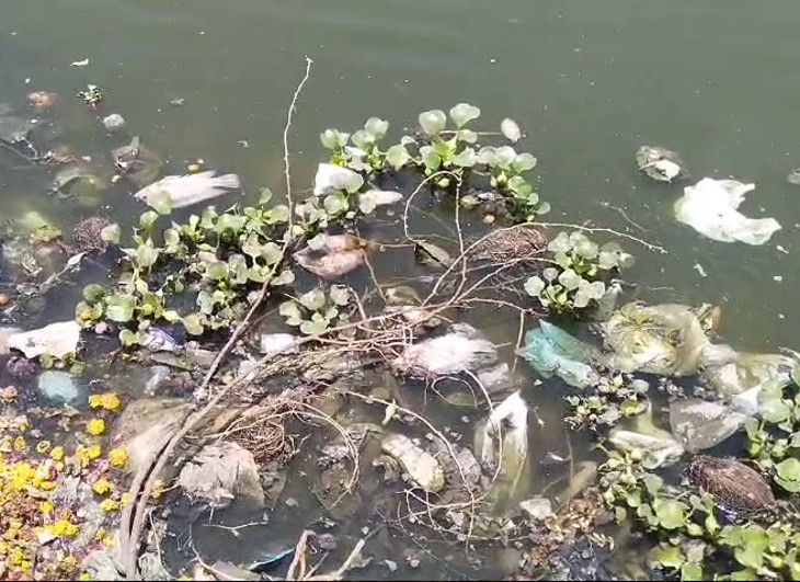 Stink spread due to death of fishes in Gotri lake, local people are ...