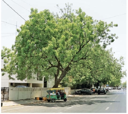 91 trees of 5 to 70 years will be cut down to build a bridge at ...