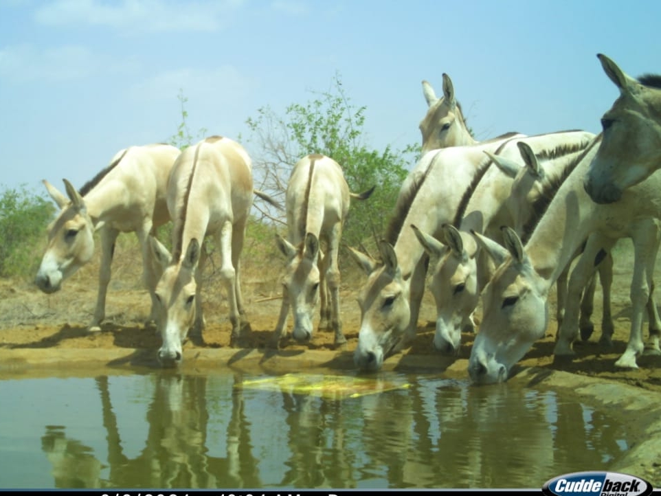 Wild animals drinking water in a special tank in the big desert of ...