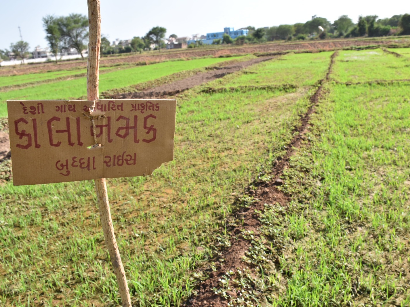 Farmer from Piplata of Nadiad planted three types of paddy from ...