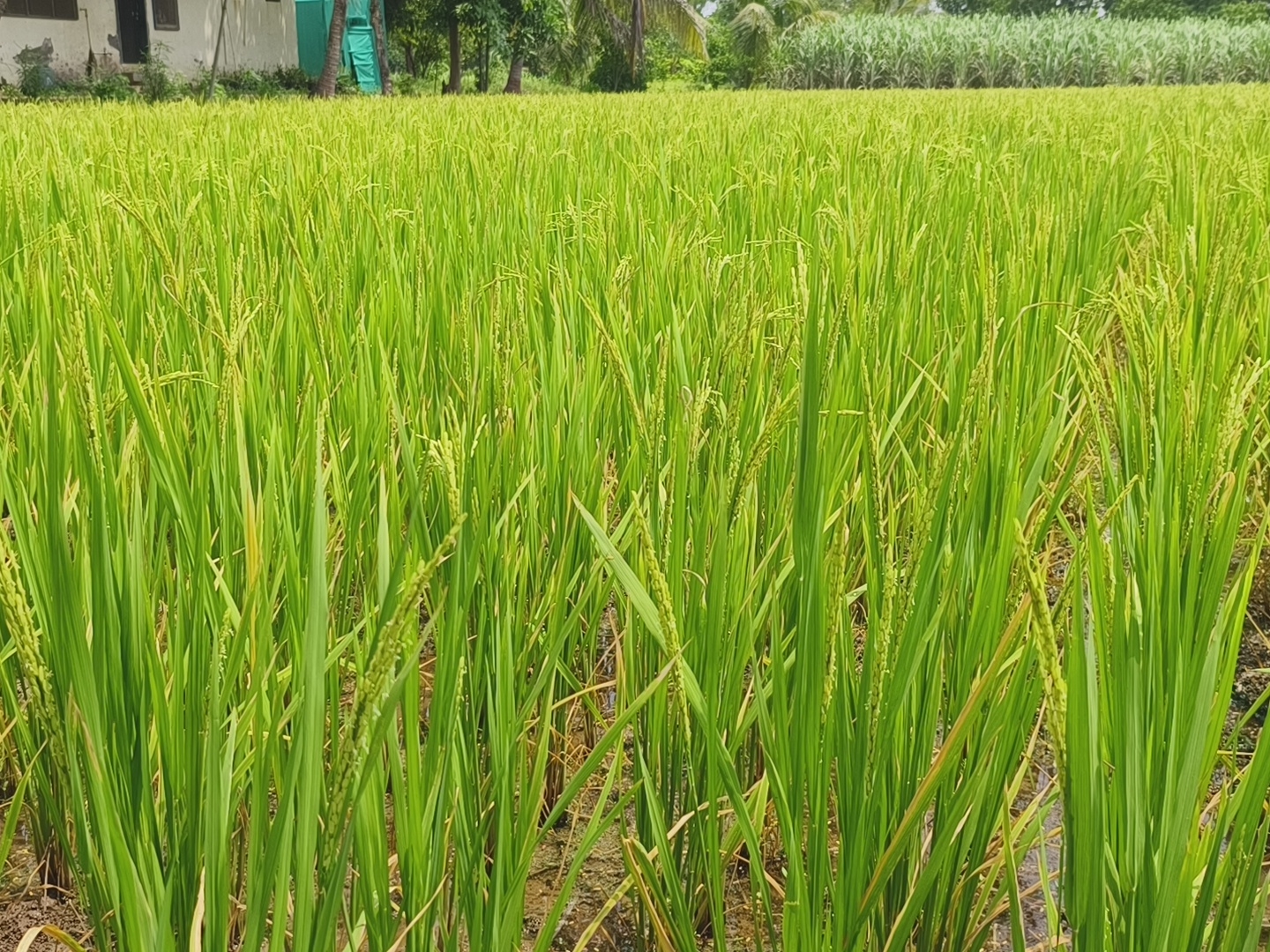 Rains in only 3 talukas of Navsari district, delay in farming process ...