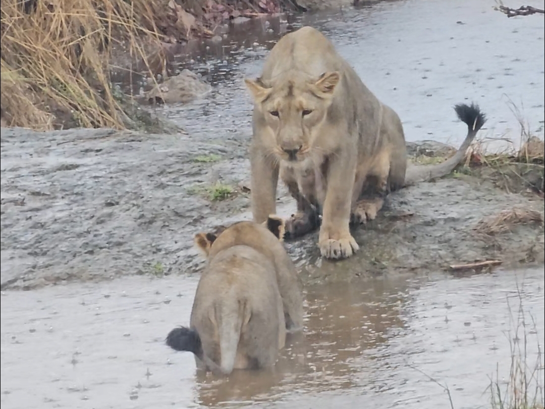 Fun of the forest king in the pouring rain in the Gir forest | ગીર જંગલમાં વરસતા વરસાદમાં ...