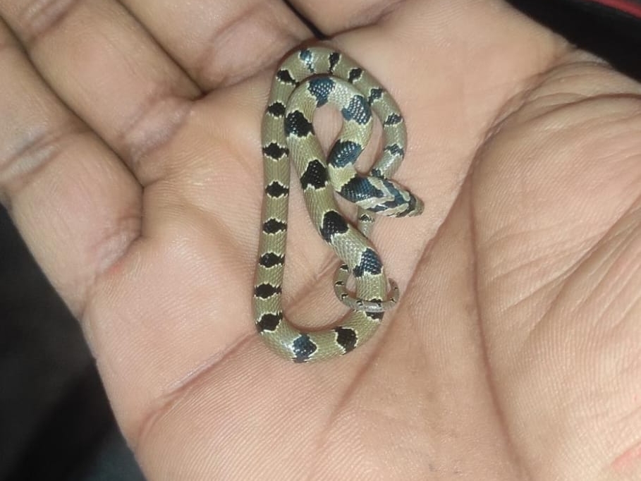 81 snakes were rescued and given new life in June in Bhanwad | જીવદયા ...