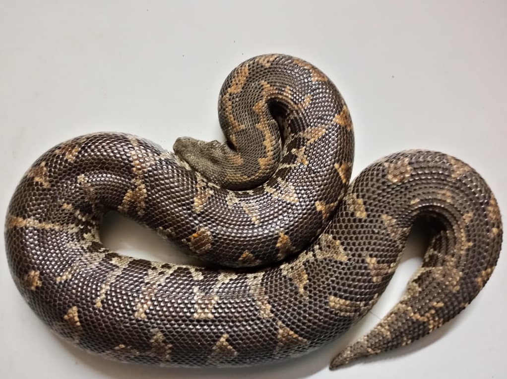 81 snakes were rescued and given new life in June in Bhanwad | જીવદયા ...