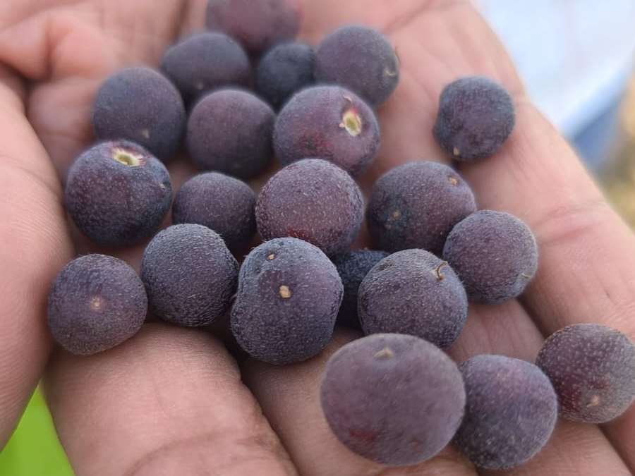 Vigh brought the income of five thousand to 1 lakh | વીઘે પાંચ હજારની ...