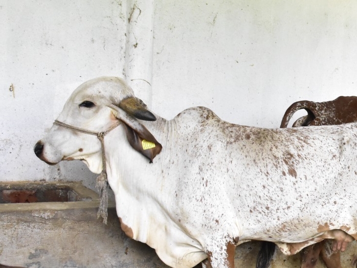 5.22 crore assistance to farmers in Tapi district for cow maintenance ...