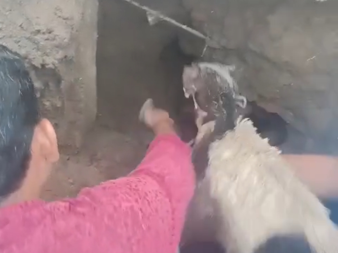 The fire brigade team rescued a baby goat that was feeding in a well in ...