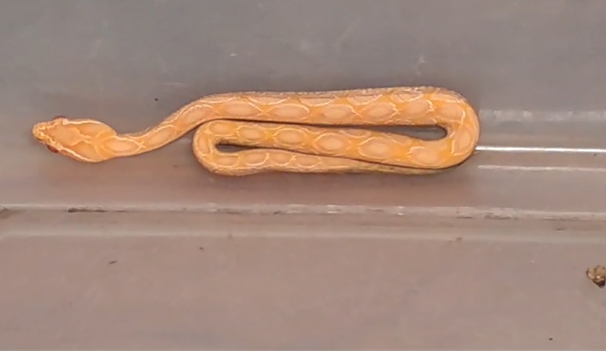 A rare white snake was found in Vapi for the first time after years