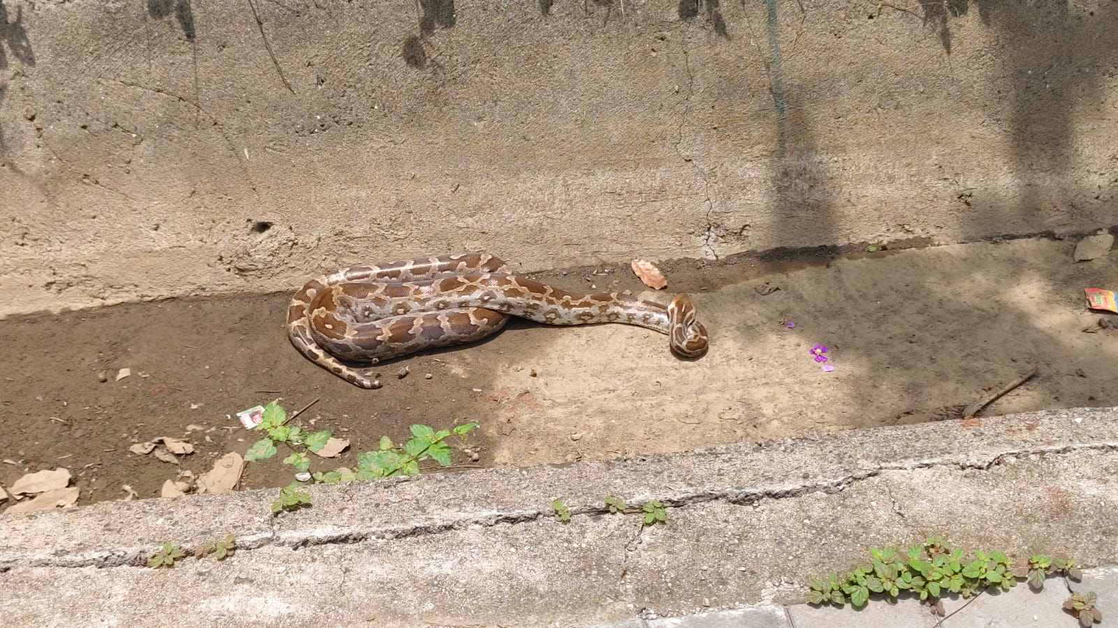 A team of Wild Life Rescue Trust rescued 7 and 9 feet pythons at two ...