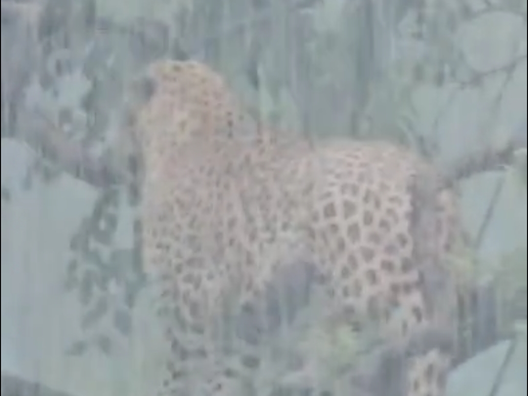 Resting on a tree in torrential rain in Gir forest, the playful leopard ...