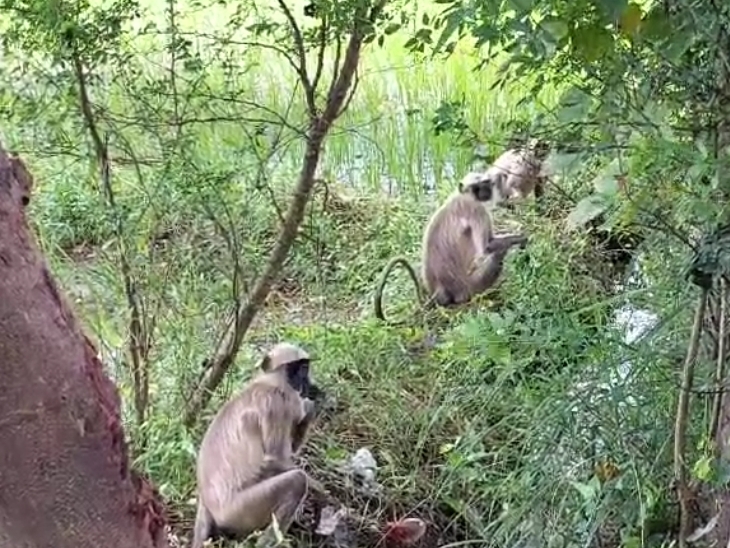 Fear of terrorist monkeys, 7 thousand people imprisoned at home | આતંકી ...