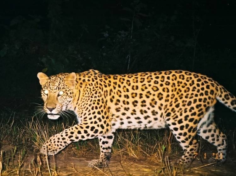 Locals breathed a sigh of relief after a leopard spotted in Navsari's ...