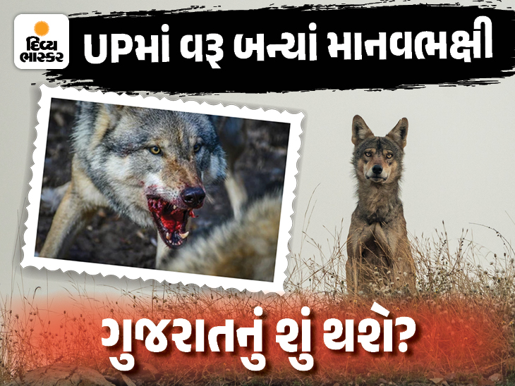 The terror of wolves devouring innocent children, A team of 200 RFOs ...