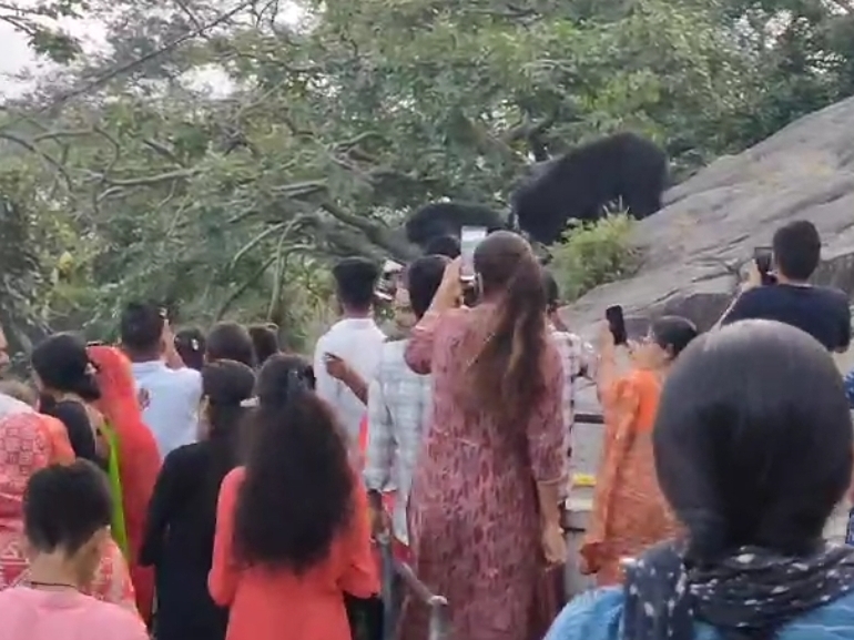 A herd of bears visit the temple of Arbuda Devi in Mount Abu | માઉન્ટ ...