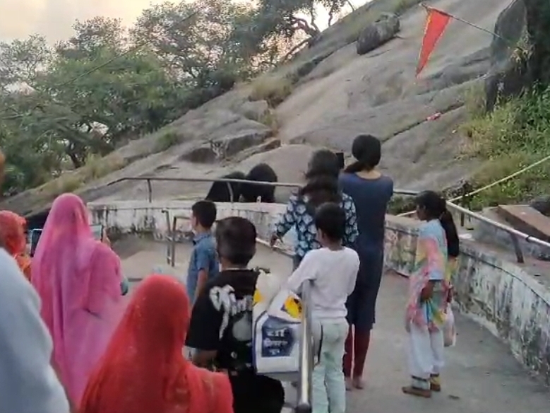 A herd of bears visit the temple of Arbuda Devi in Mount Abu | માઉન્ટ ...