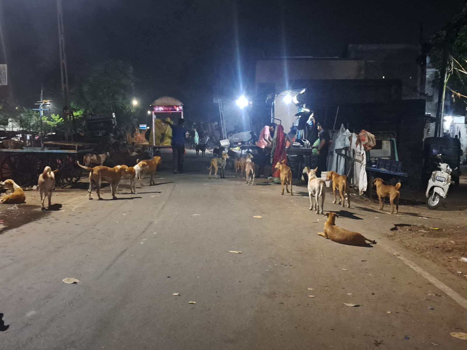 The number of stray dogs in Nadiad exceeds 4 thousand, more than 15 ...