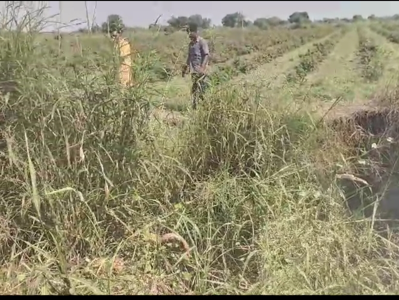 Due to the flood in Dhadhar river of Amod in Bharuch district, farmers ...