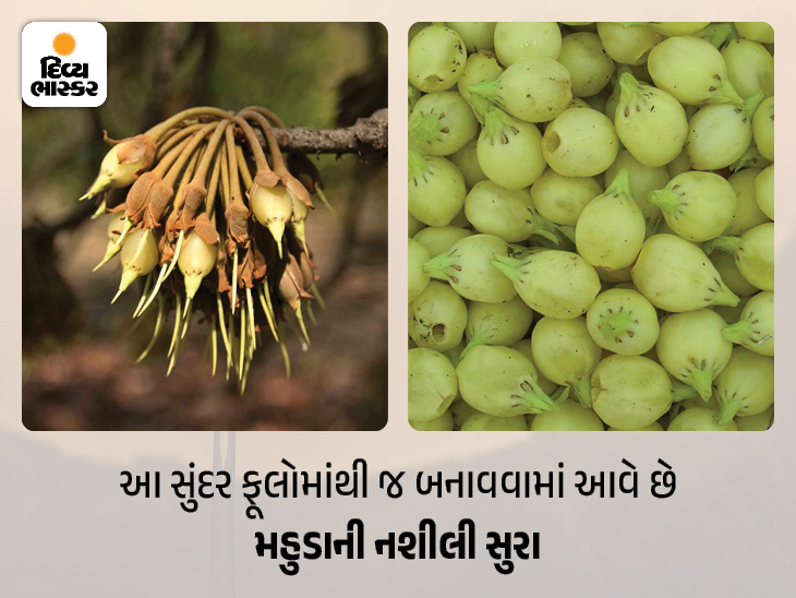 parsi gujju made the worlds most expensive mahuda liquor six brothers ...