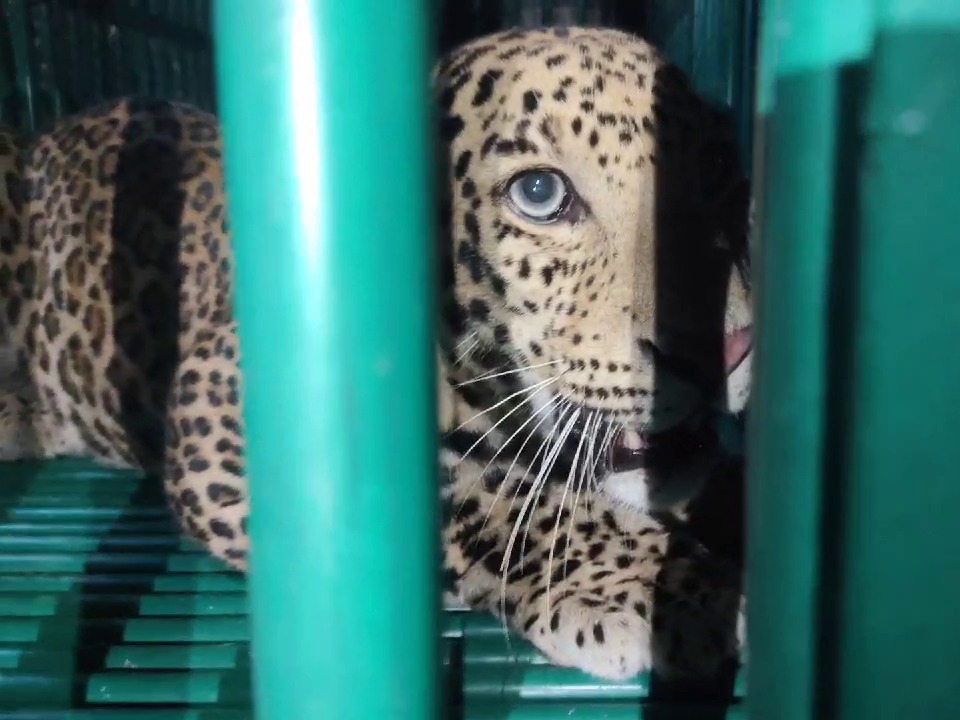 A 5-year-old male leopard was found in a cage from Rundh village in ...