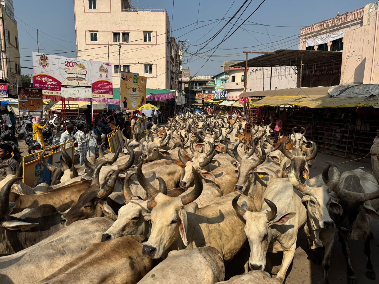 Ceremonial worship of the waxed cows of Ranchodji Temple, Gouvicharan ...