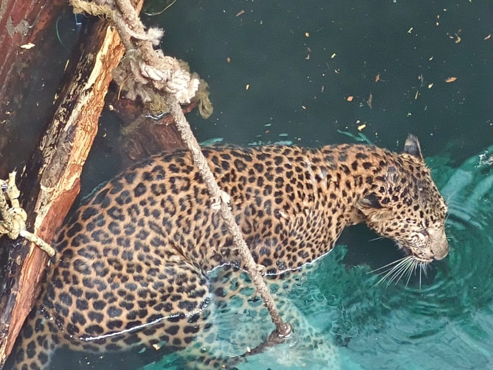 In Ghoghamba's Ranjitnagar village, a leopard fell into a well, the ...