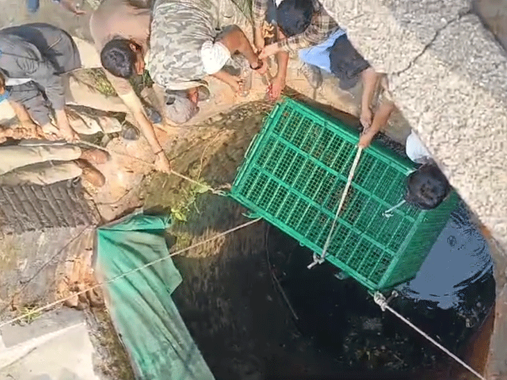 In Ghoghamba's Ranjitnagar village, a leopard fell into a well, the ...