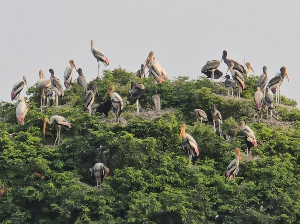 Exotic birds are the center of attraction for people in Gelani Kuwa ...